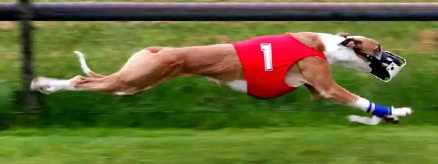 Greyhounds Are So Much More Than FAST! - The Blissful Dog
