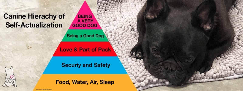 Canine Self-Actualization Your Dog's Hierarchy of Needs - The Blissful Dog