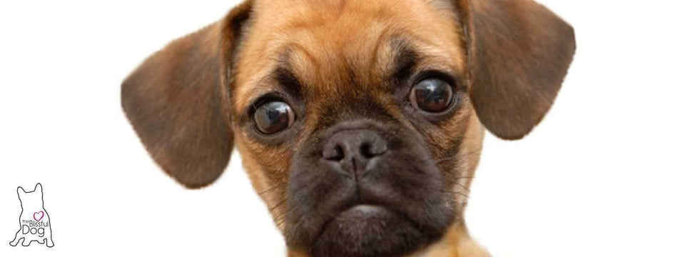 Puggle, Puggle, Puggle - The Blissful Dog