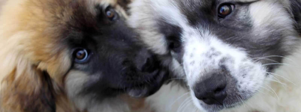 Connecting With Veterinarians - The Blissful Dog