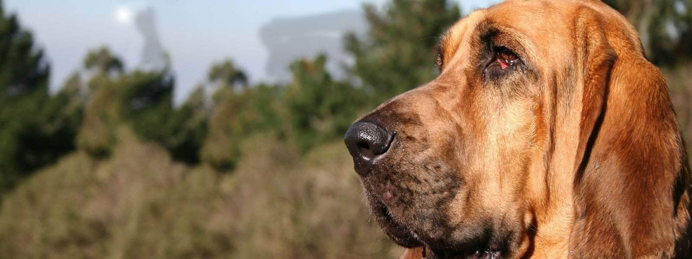 Bloodhound Information, Traits, & History | The Blissful Dog
