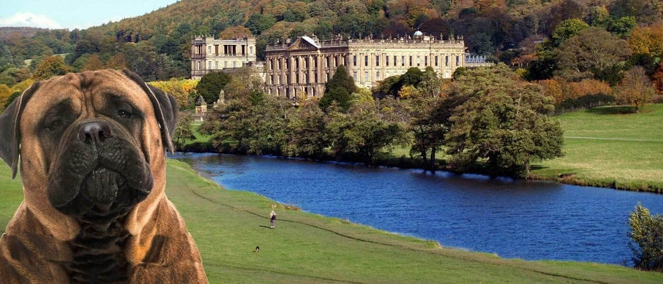THE GAMEKEEPER'S DOG The Bullmastiff - The Blissful Dog