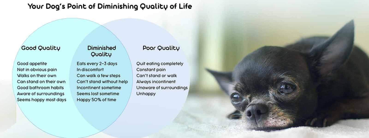 Evaluate Your Dog's Wellness with Our Dog Quality of Life Chart - The ...