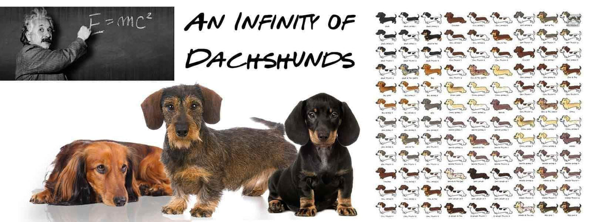 Dachshunds Are Not One Size Fits All - The Blissful Dog