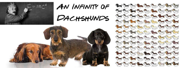 Dachshunds Are Not One Size Fits All - The Blissful Dog