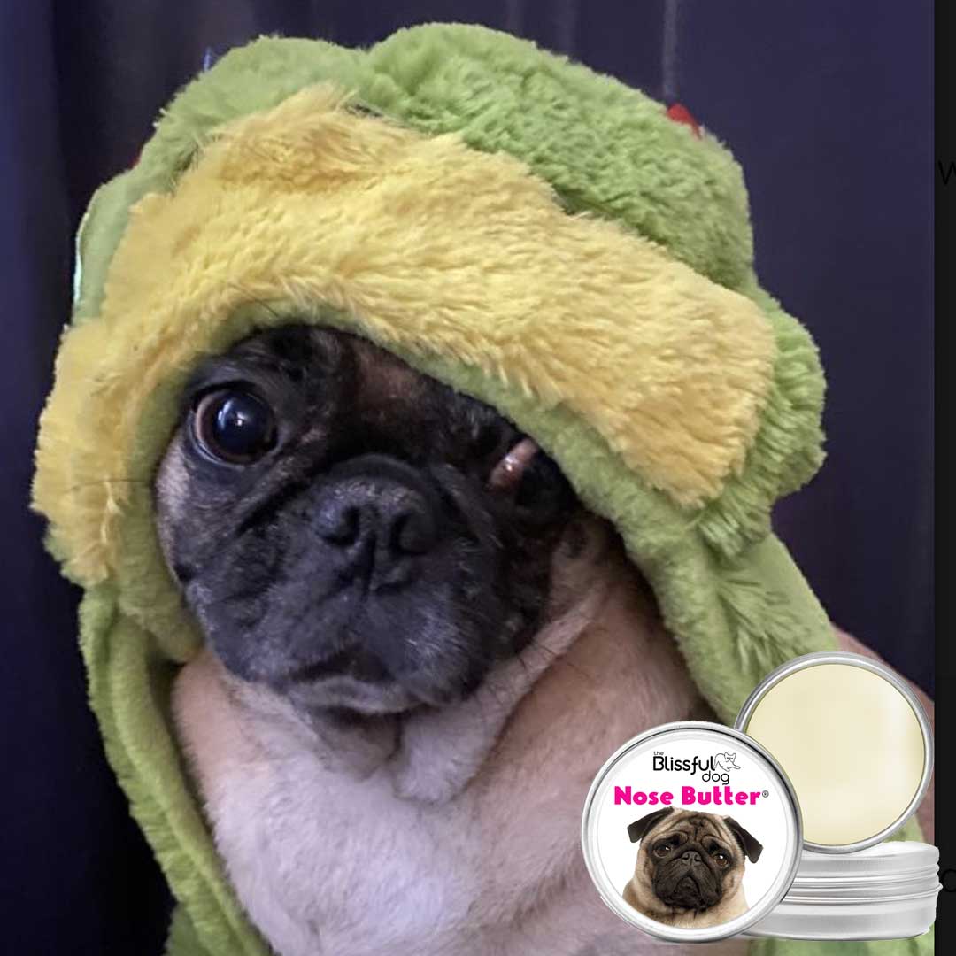 Crusty Pug Nose no more - The Blissful Dog