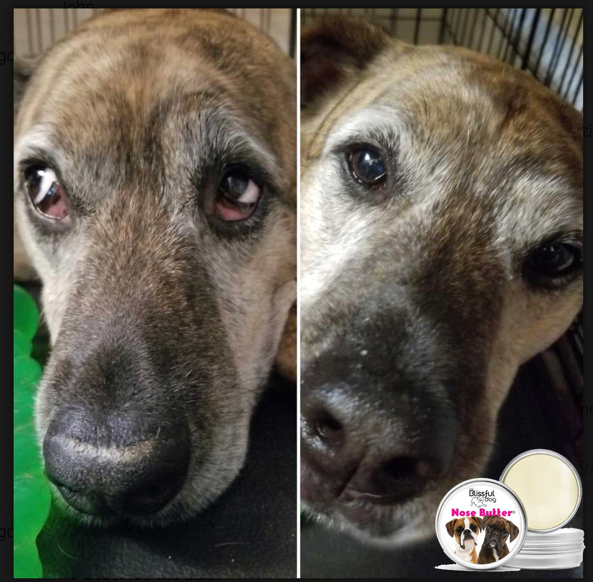 The Blissful Dog Review | Boxer Nose Made It Better