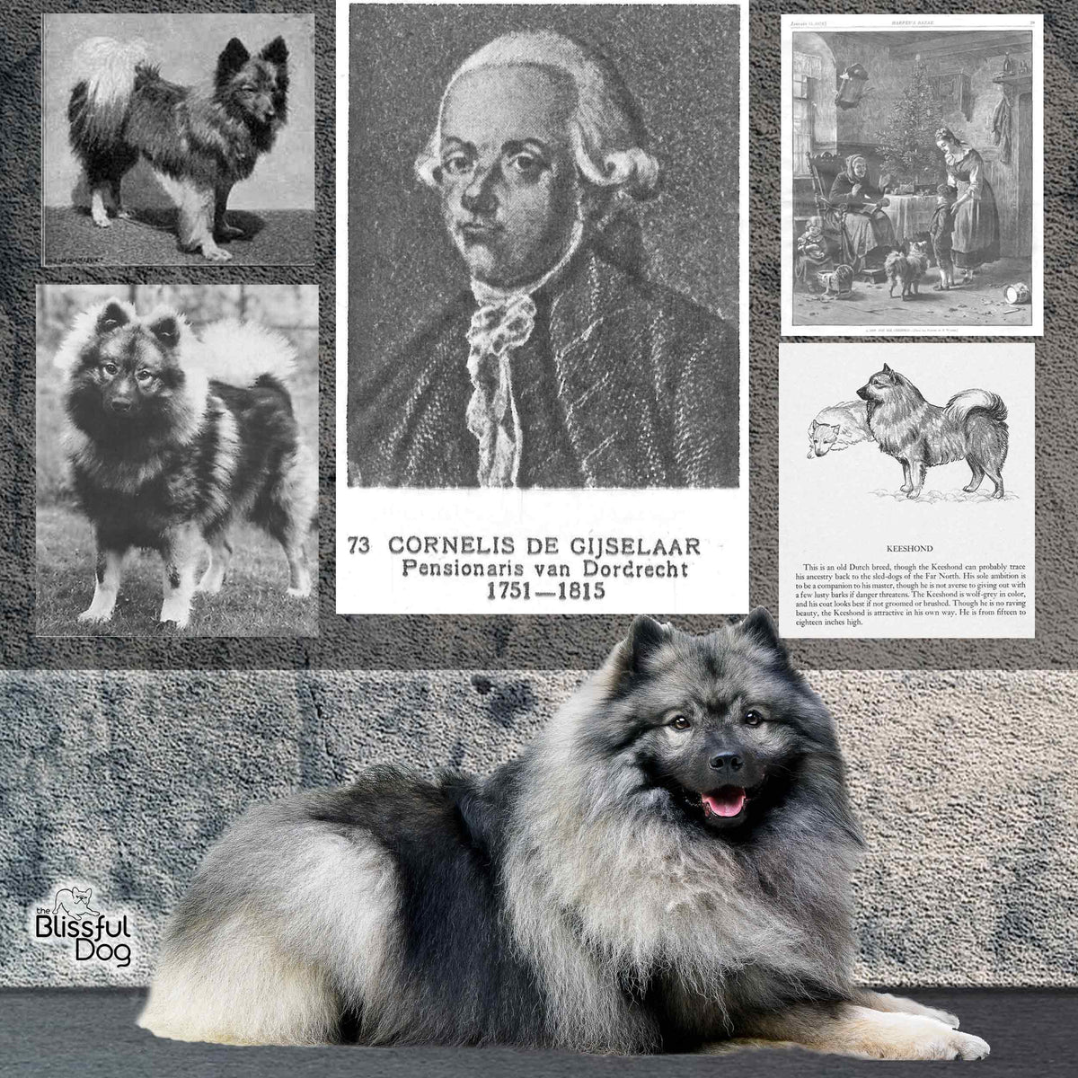 The Dutch Barge Dog | The Keeshond - The Blissful Dog