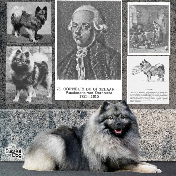 The Dutch Barge Dog | The Keeshond - The Blissful Dog