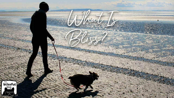 What Is Bliss? Friendship? Love? A Warm Puppy? - The Blissful Dog