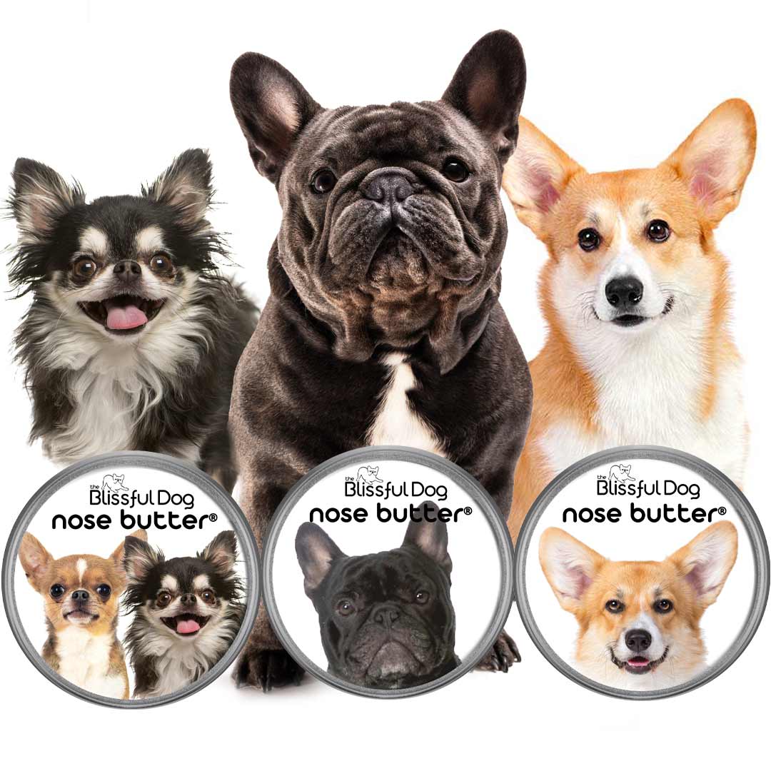 Flat Faced aka Brachycephalic Dog Curated Collection - The Blissful Dog