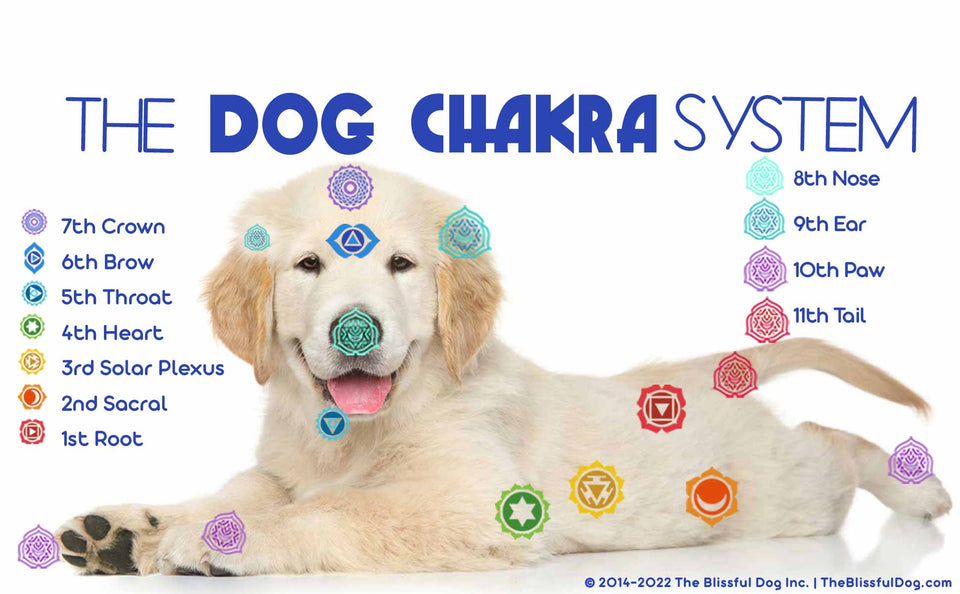 The Dog Chakra System - Of Course Dogs Have Chakras, Too! - The ...