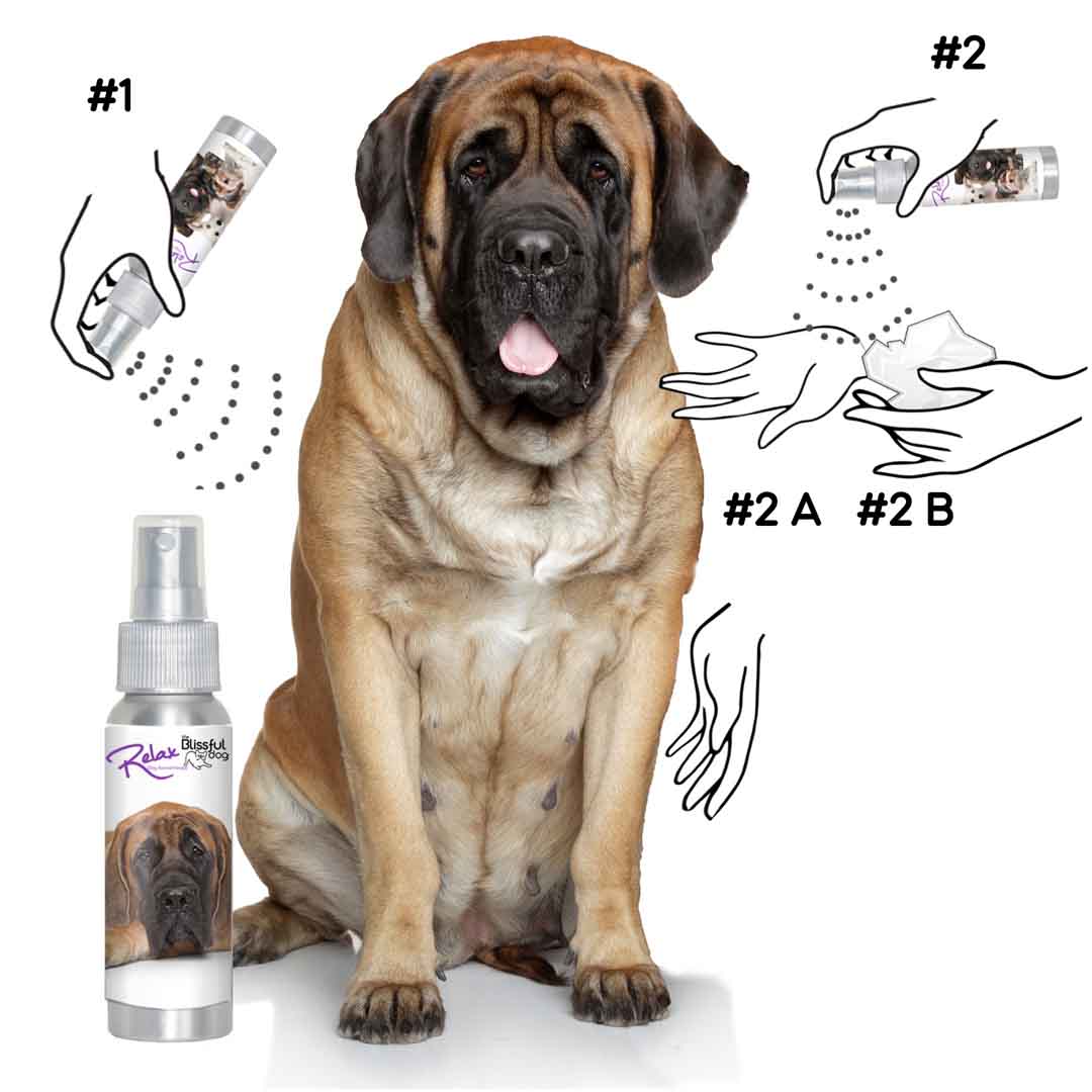 Relax Dog Aromatherapy Calms Your Frightened, Anxious Dog - The ...