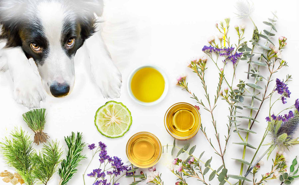 Safe Essential Oils & Aromatherapy for Dogs | The Blissful Dog