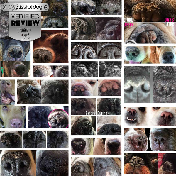 Bring Back the Boop! Natural Dog Nose, Paw & Skin Care for Happy Pups