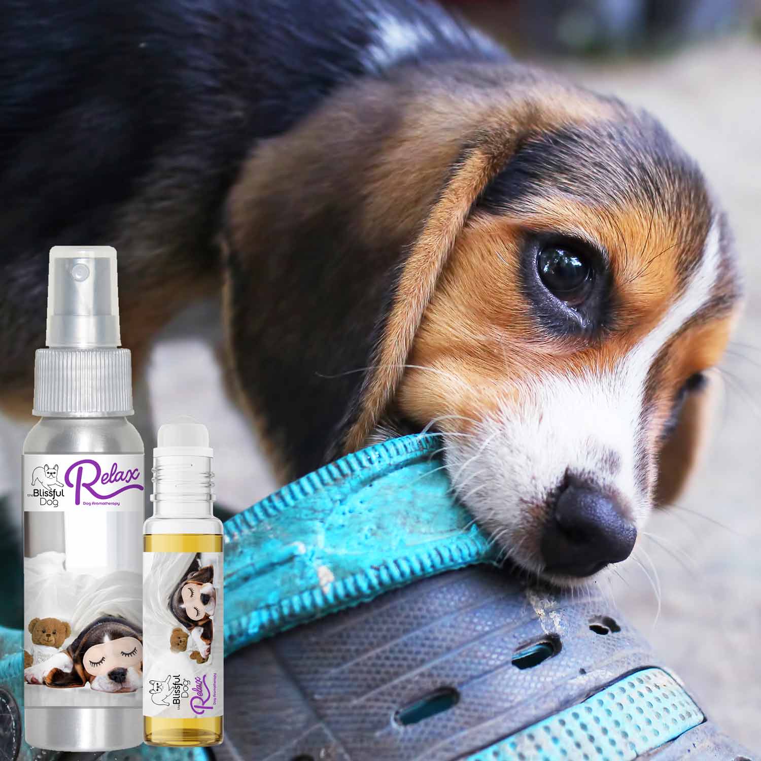 Shop The Blissful Dog Beagle Collection from Nose to Toes and Elbows