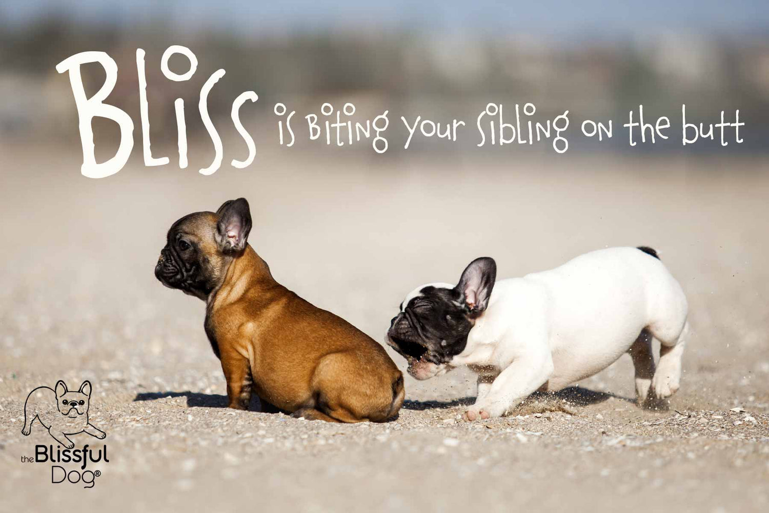 The Blissful Dog | Handcrafted Skin Care For Your Blissful Dog