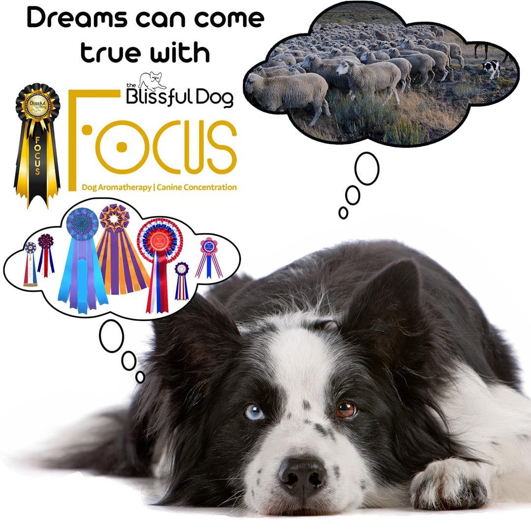 Focus Dog Aromatherapy Helps Turn Energy Into Concentration - The ...