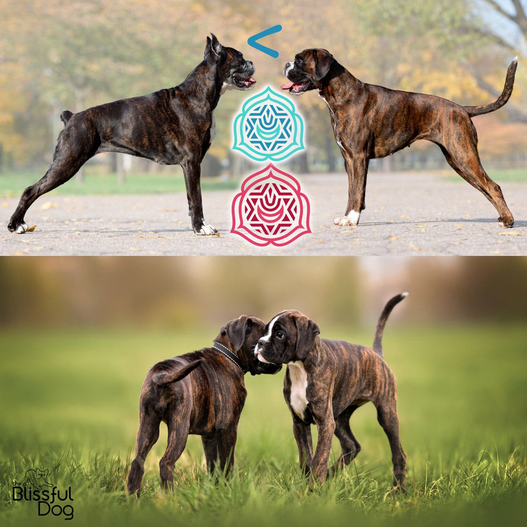 The Dog Chakra System - Of Course Dogs Have Chakras, Too! - The ...