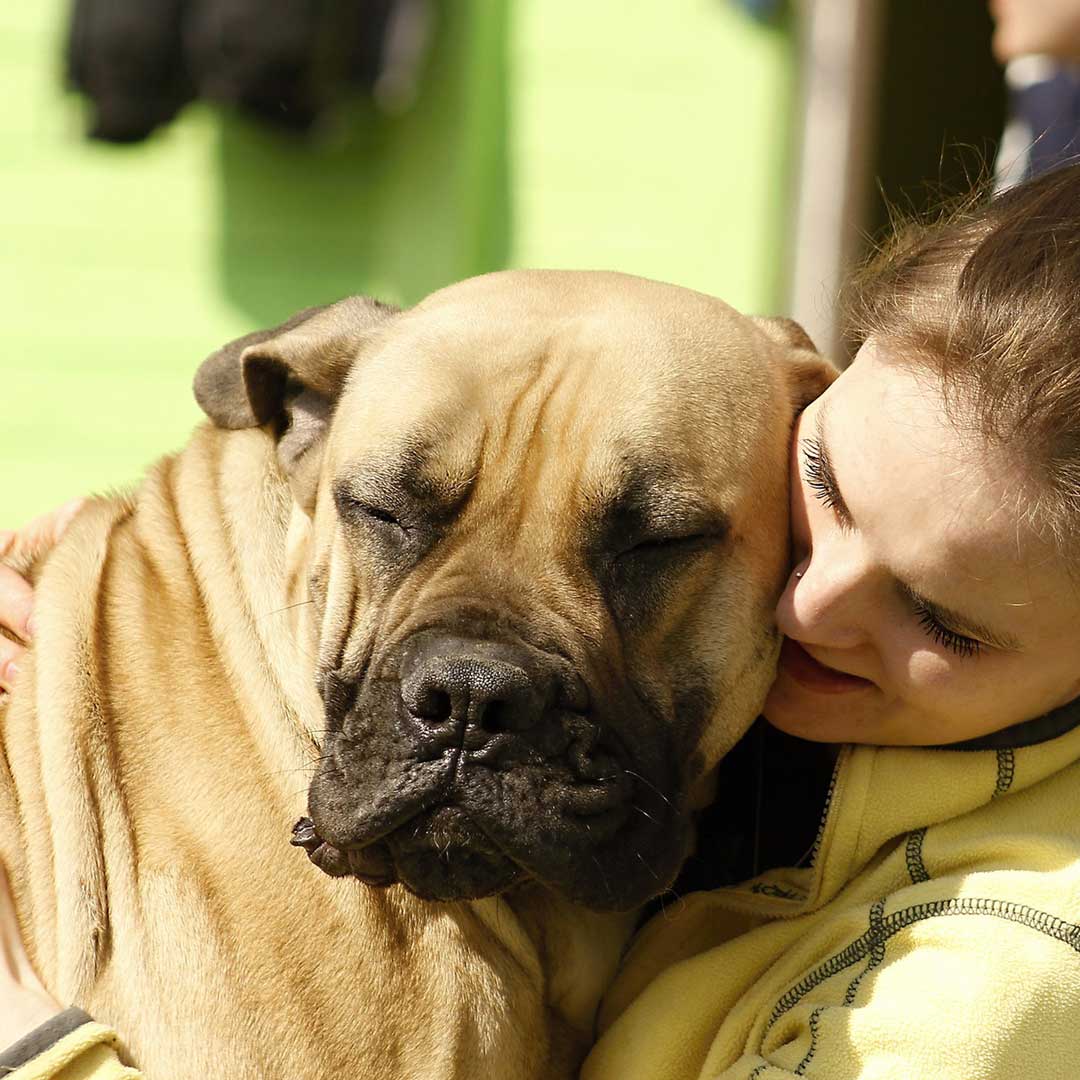 Alexander the Great s Dog Peritas Changed History By Biting an Eleph
