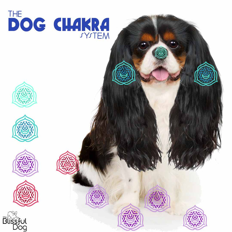The Dog Chakra System - Of Course Dogs Have Chakras, Too! - The ...