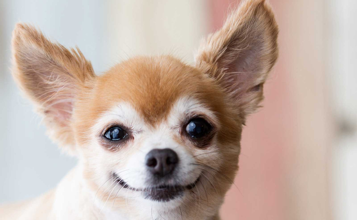 How to Make Your Old Dog Happy & Comfortable | The Blissful Dog