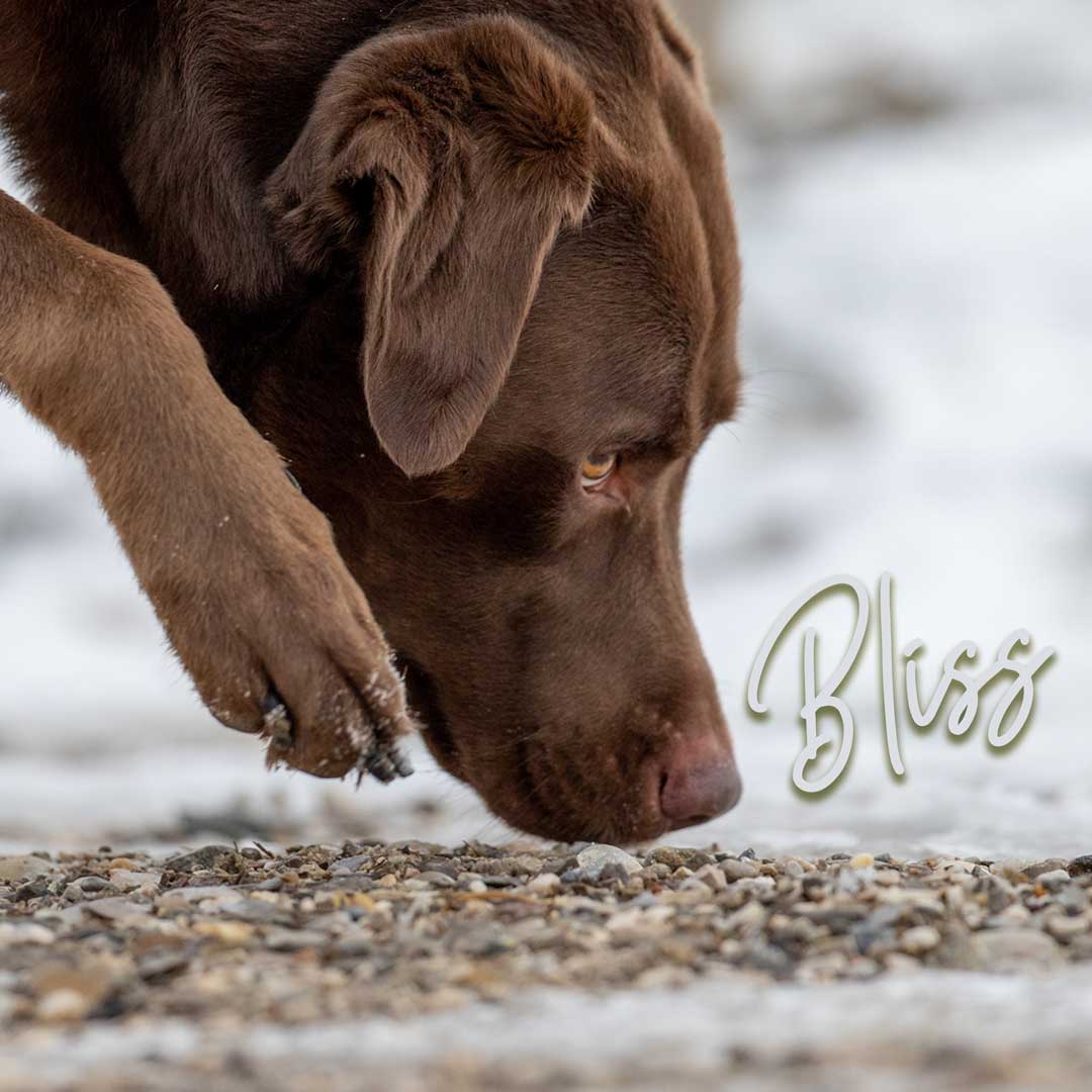 How a Dog's Nose Works | Canine Olfactory System - The Blissful Dog