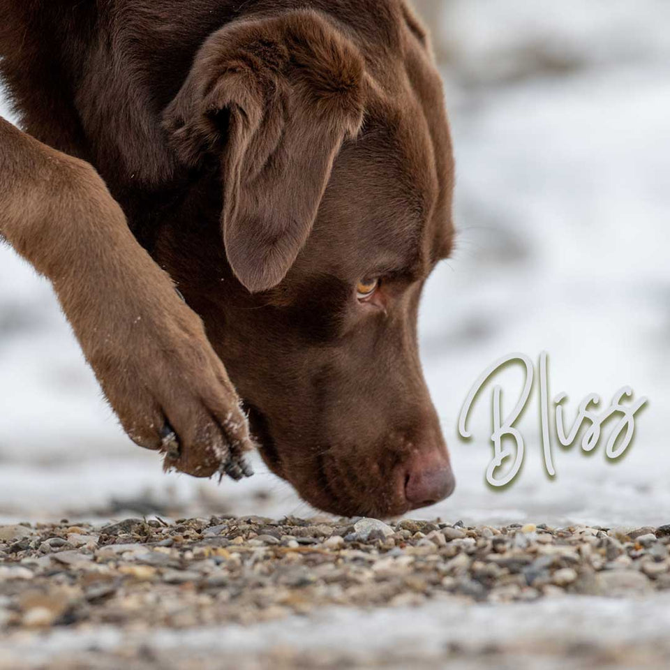 How a Dog's Nose Works | Canine Olfactory System - The Blissful Dog