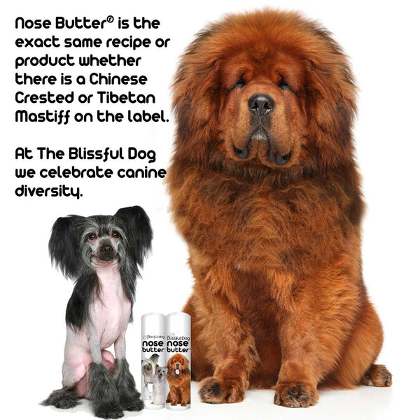 The Blissful Dog Papillon Skin Care for Dry Noses, Paws & Itchy Spots