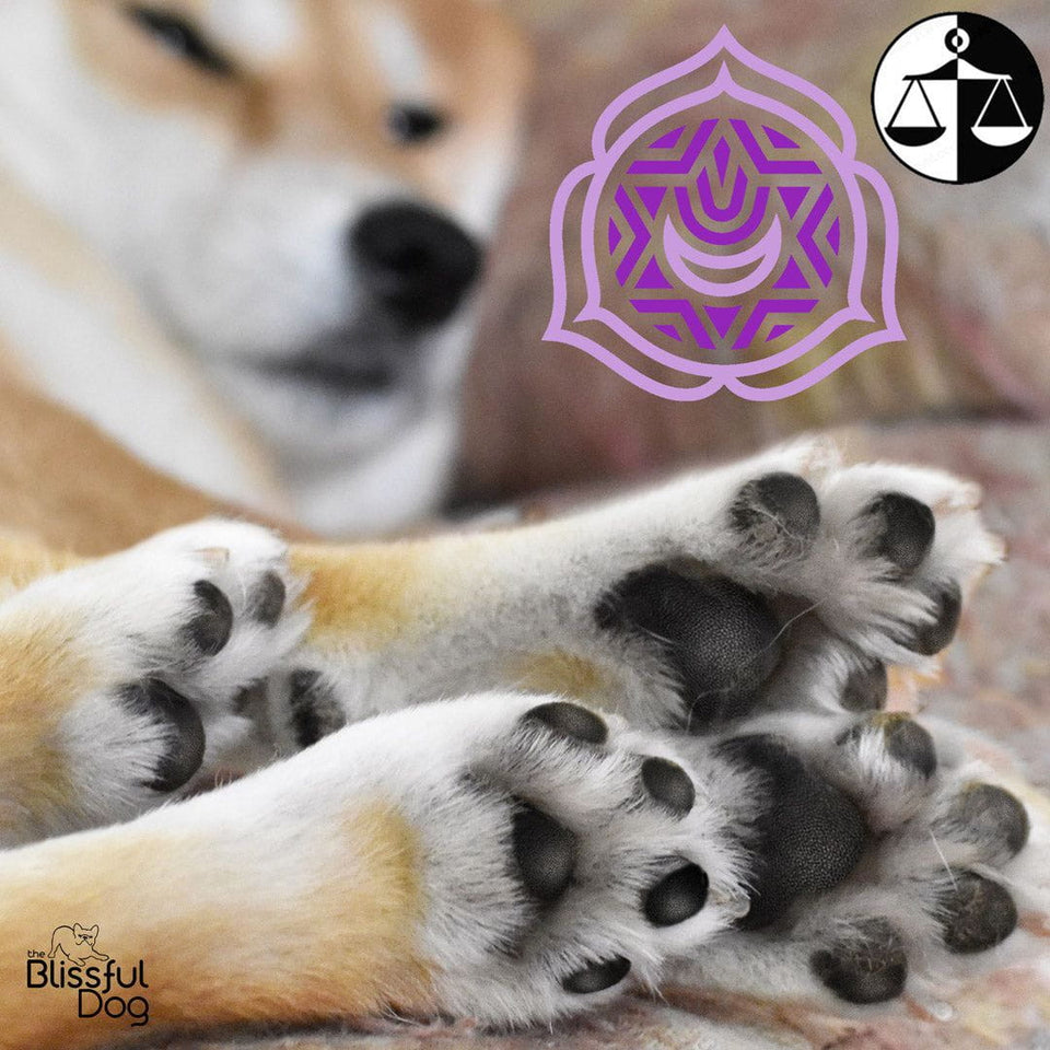 The Dog Chakra System - Of Course Dogs Have Chakras, Too! - The ...