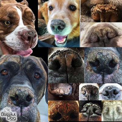Great Pyrenees Nose Butter® All Natural Nose Treatment for Your Dog ...