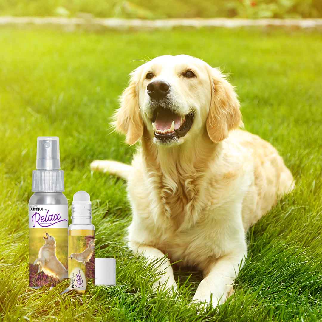 Is Your Goldendoodle Afraid of Thunder? Fireworks? Being Alone? - The ...