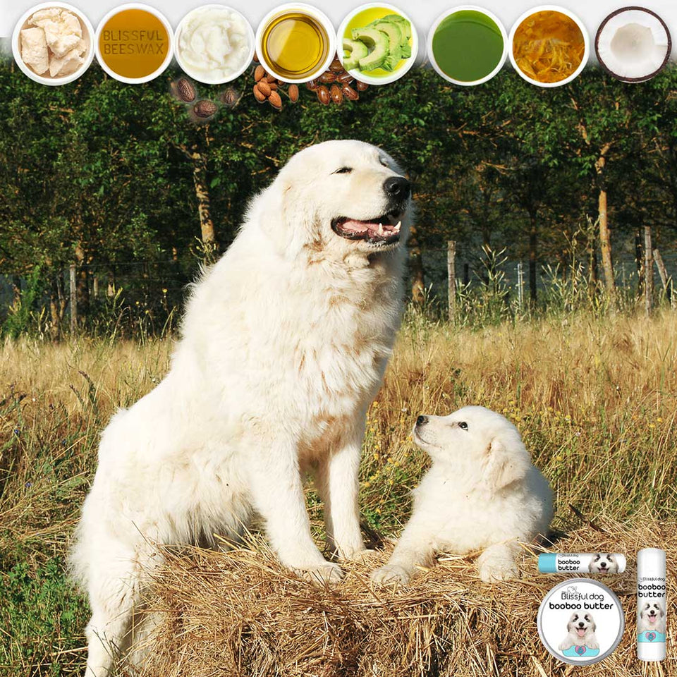 Boo Boo Butter Soothes Great Dane Skin Irritations, Itchy Spots + - The ...