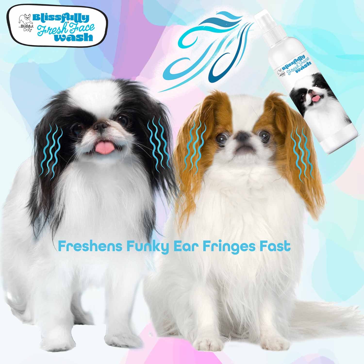Hairy Chin Dog Cherishing Chins In New York | Japanese Chin Puppies