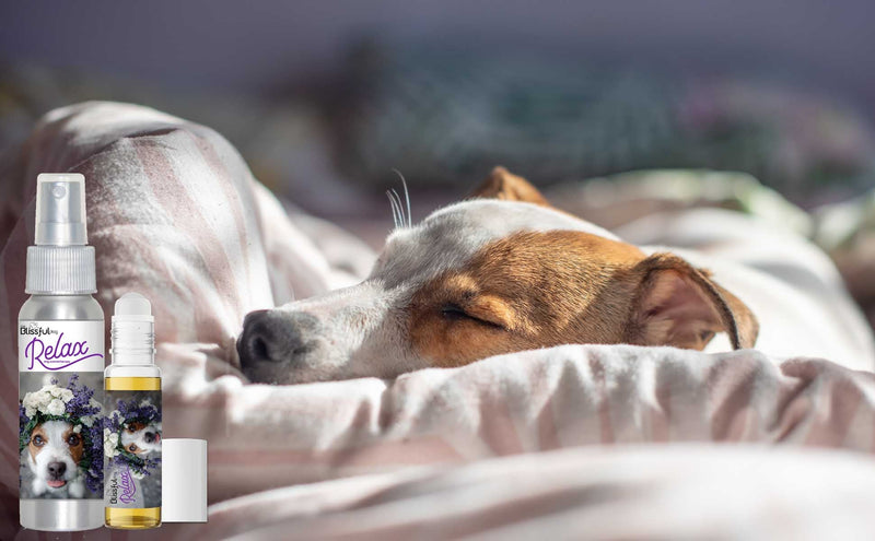 Aromatherapy For Your Dog - How To Use Essential Oils for Your Dog ...