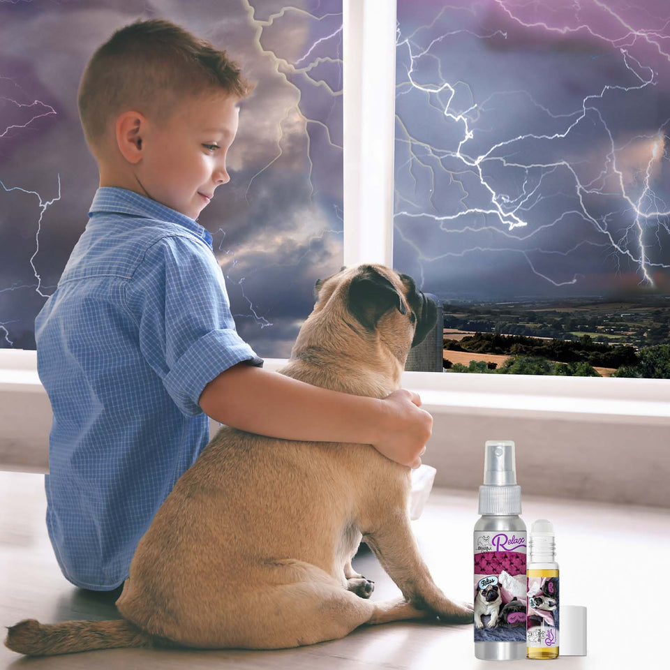 Is Your Alaskan Malamute Scared of Thunder? Fireworks or Being Alone? - The Blissful Dog