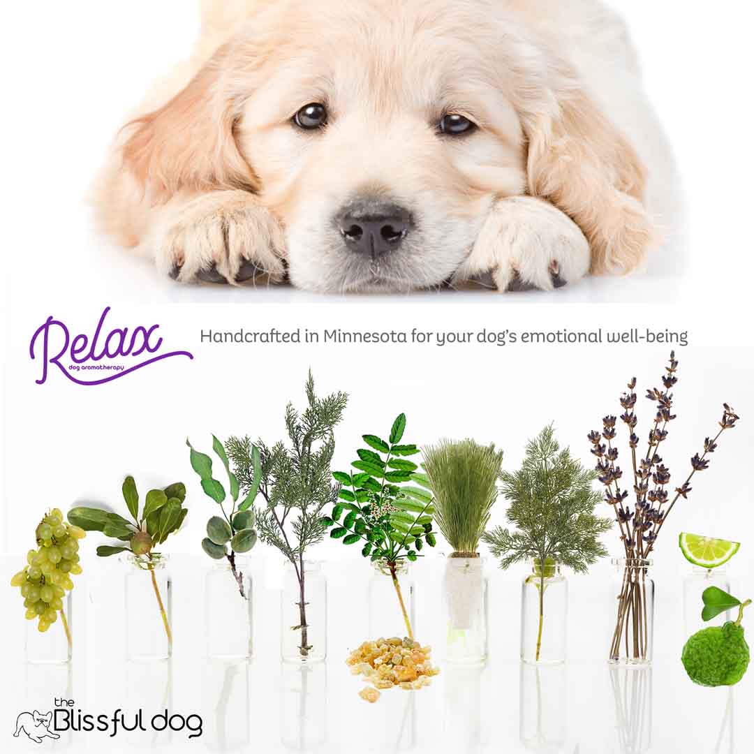 Does Thunder Scare Your Irish Wolfhound? Try Relax Dog Aromatherapy ...