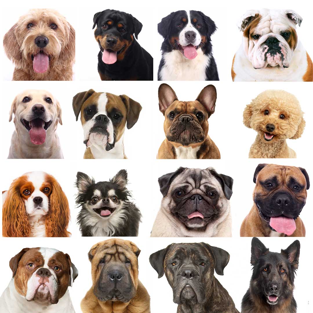 Bring Back the Boop! Natural Dog Nose, Paw & Skin Care for Happy Pups