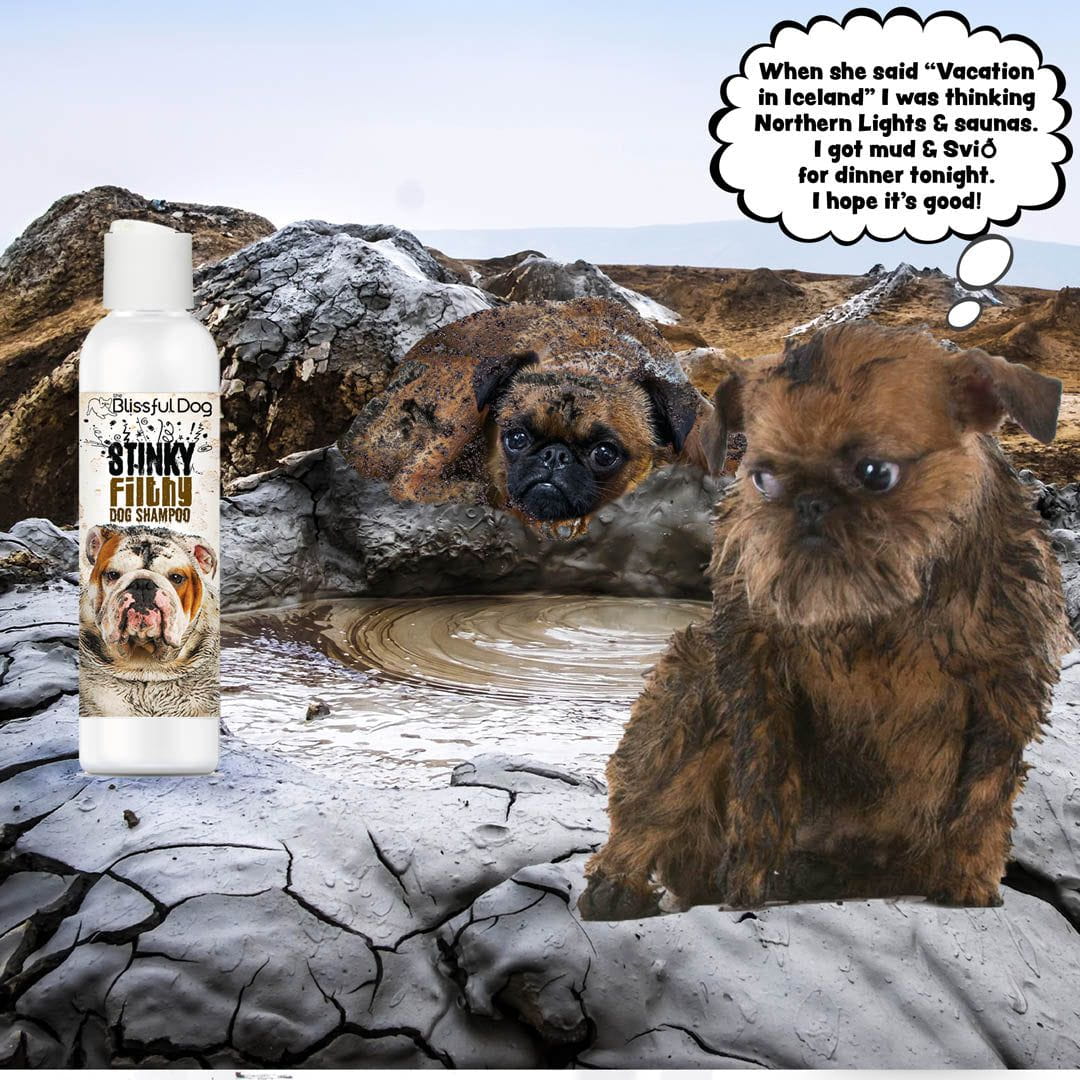 Stinky Filthy Dog Shampoo for Your Stinky, Filthy Animal of a Dog - The ...