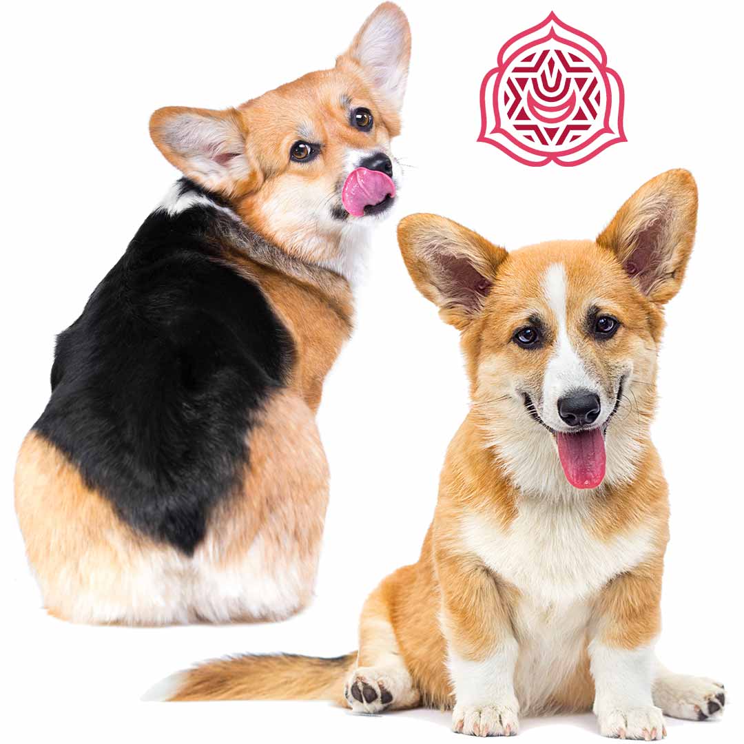 The Dog Chakra System - Of Course Dogs Have Chakras, Too! - The ...