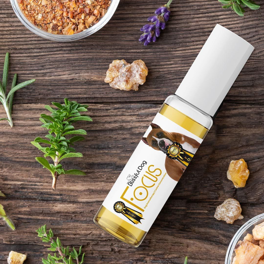 Boxer Focus Dog Aromatherapy for Your Distracted Boxer Dog - The ...