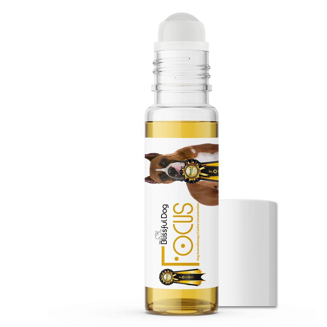 Boxer Focus Dog Aromatherapy for Your Distracted Boxer Dog - The ...