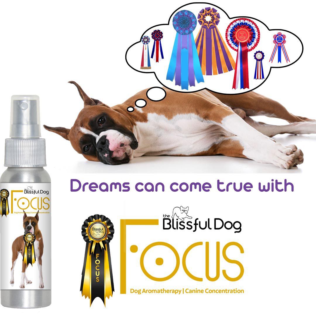 Boxer Focus Dog Aromatherapy for Your Distracted Boxer Dog - The ...