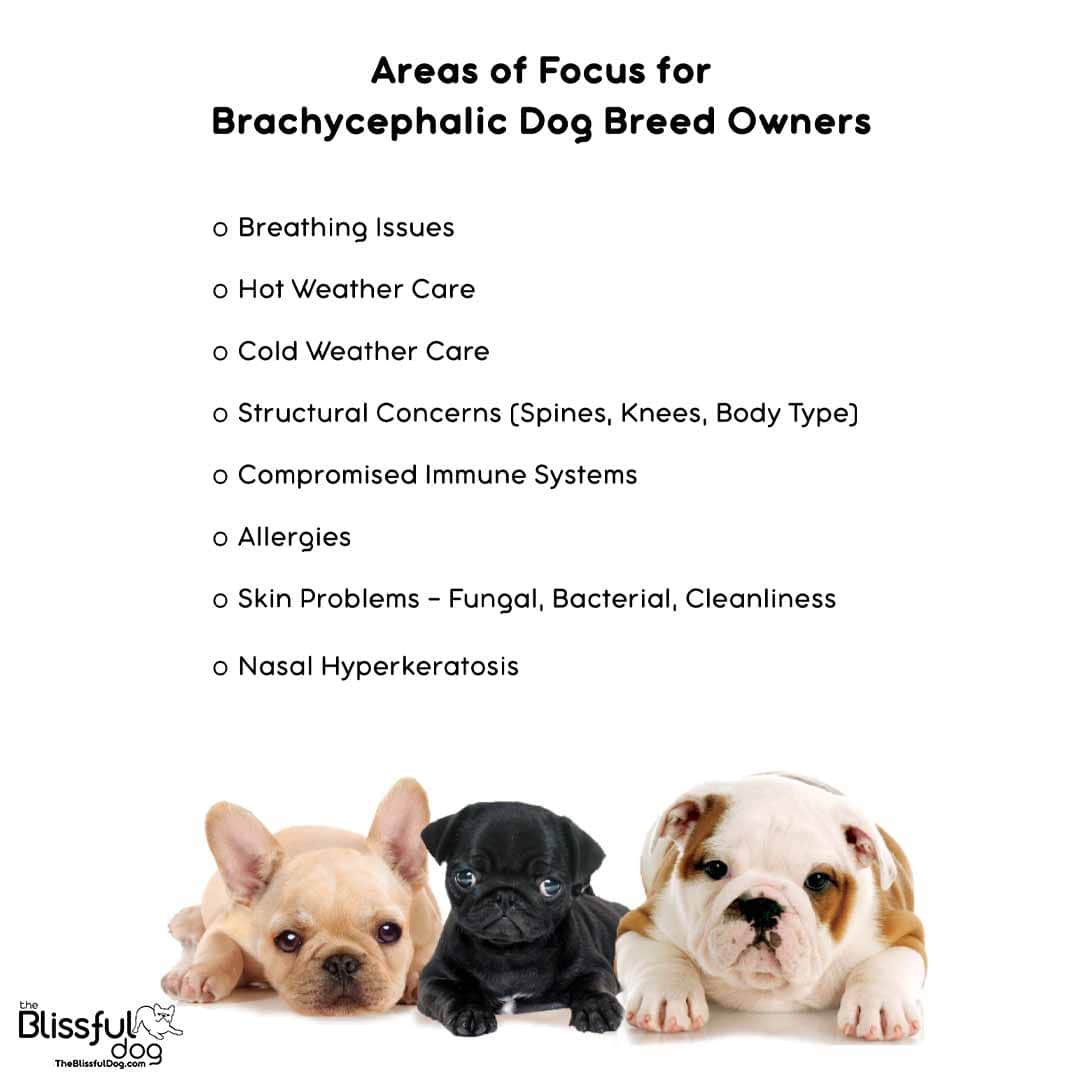 Embrace The Brachy | Loving & Living With Brachycephalic Dogs | Book ...