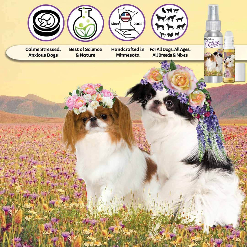 Shop Japanese Chin Collection for Your Dog's Needs from Nose to Tail ...