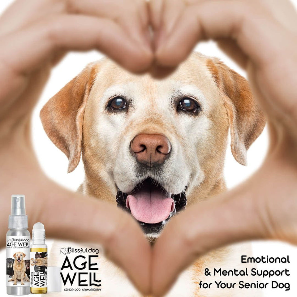 Shop Labrador Retriever Collection for Dry Noses, Elbow Calluses ...