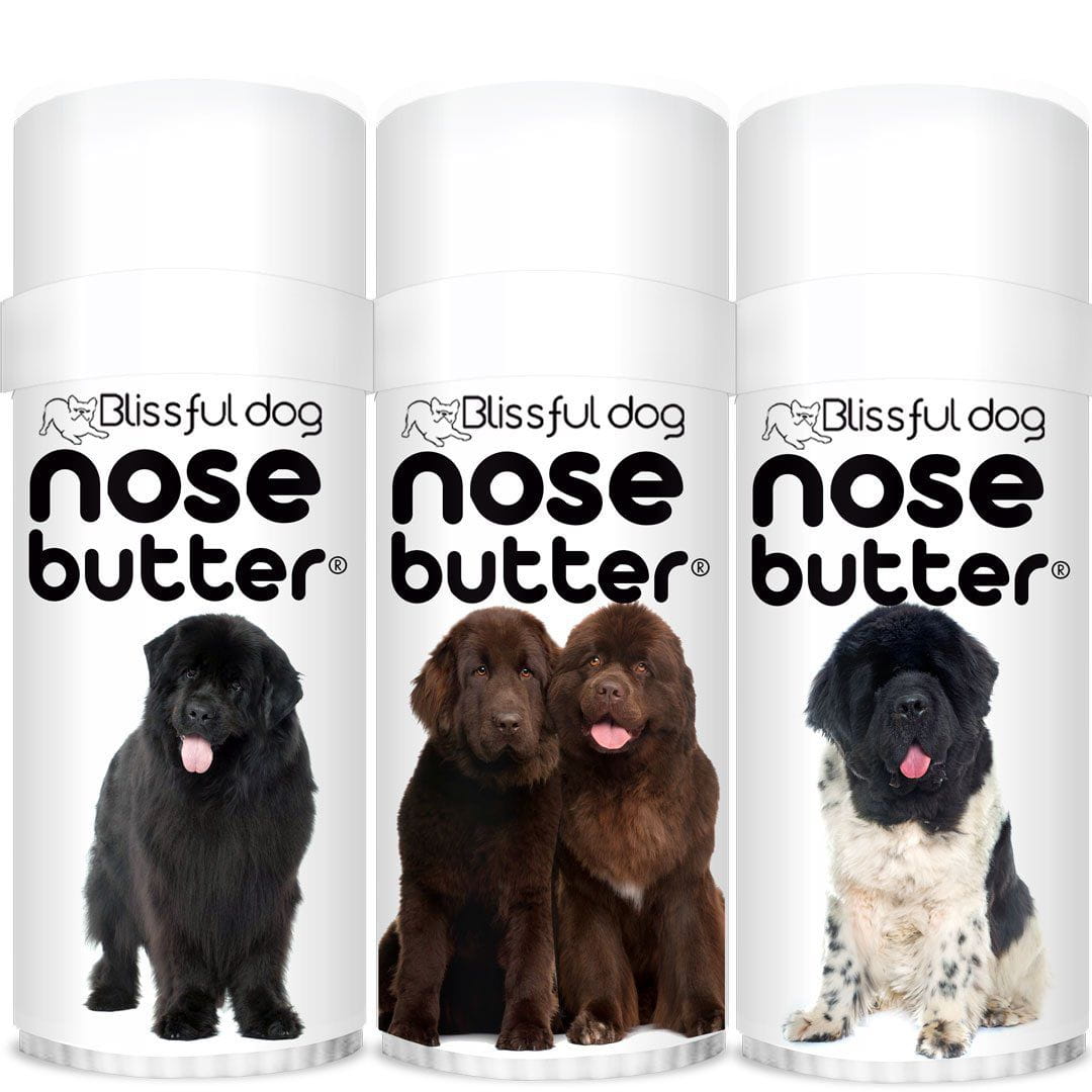 Newfoundland Nose Butter for Your Newfie Dog's Rough, Dry Dog Nose ...
