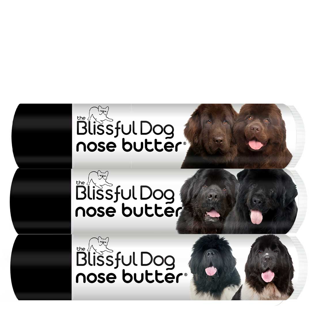 Newfoundland Nose Butter for Your Newfie Dog's Rough, Dry Dog Nose ...