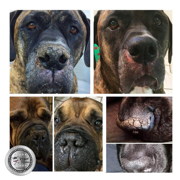The Blissful Dog Shop for Your Tibetan Mastiff Skin Care