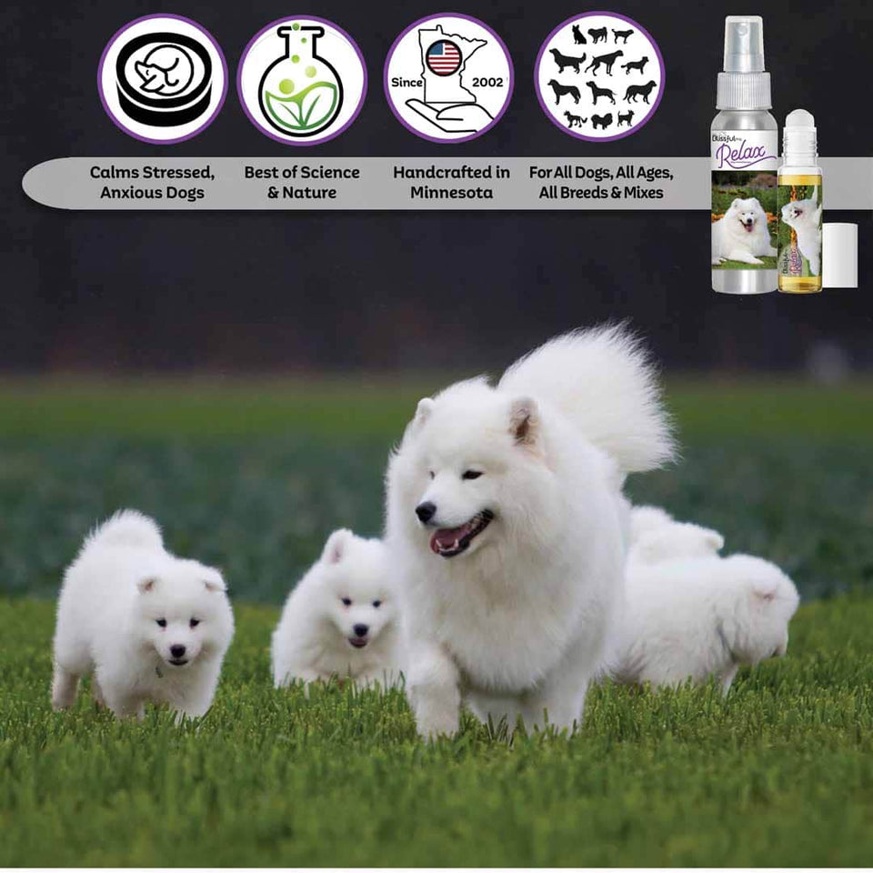 Shop The Blissful Dog Samoyed Collection for Skin & Coat Care